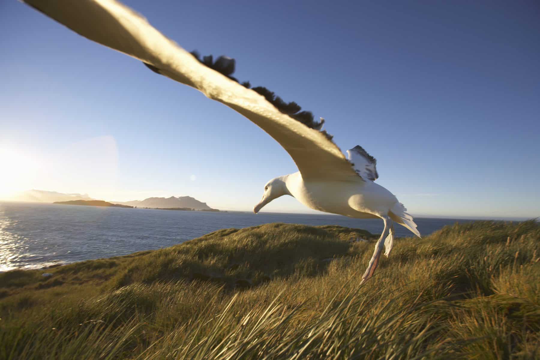Creating Conditions for Albatross to Thrive: Fishery Solutions that ...