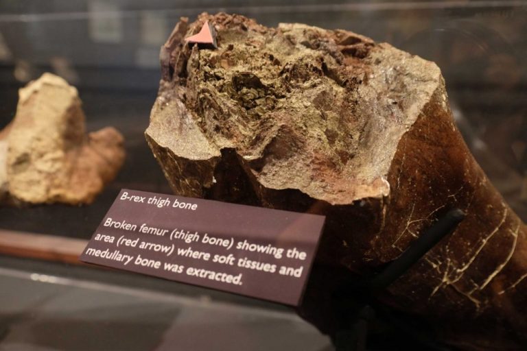 Mary H. Schweitzer: A Paleontologist Against the Tide • The David and ...