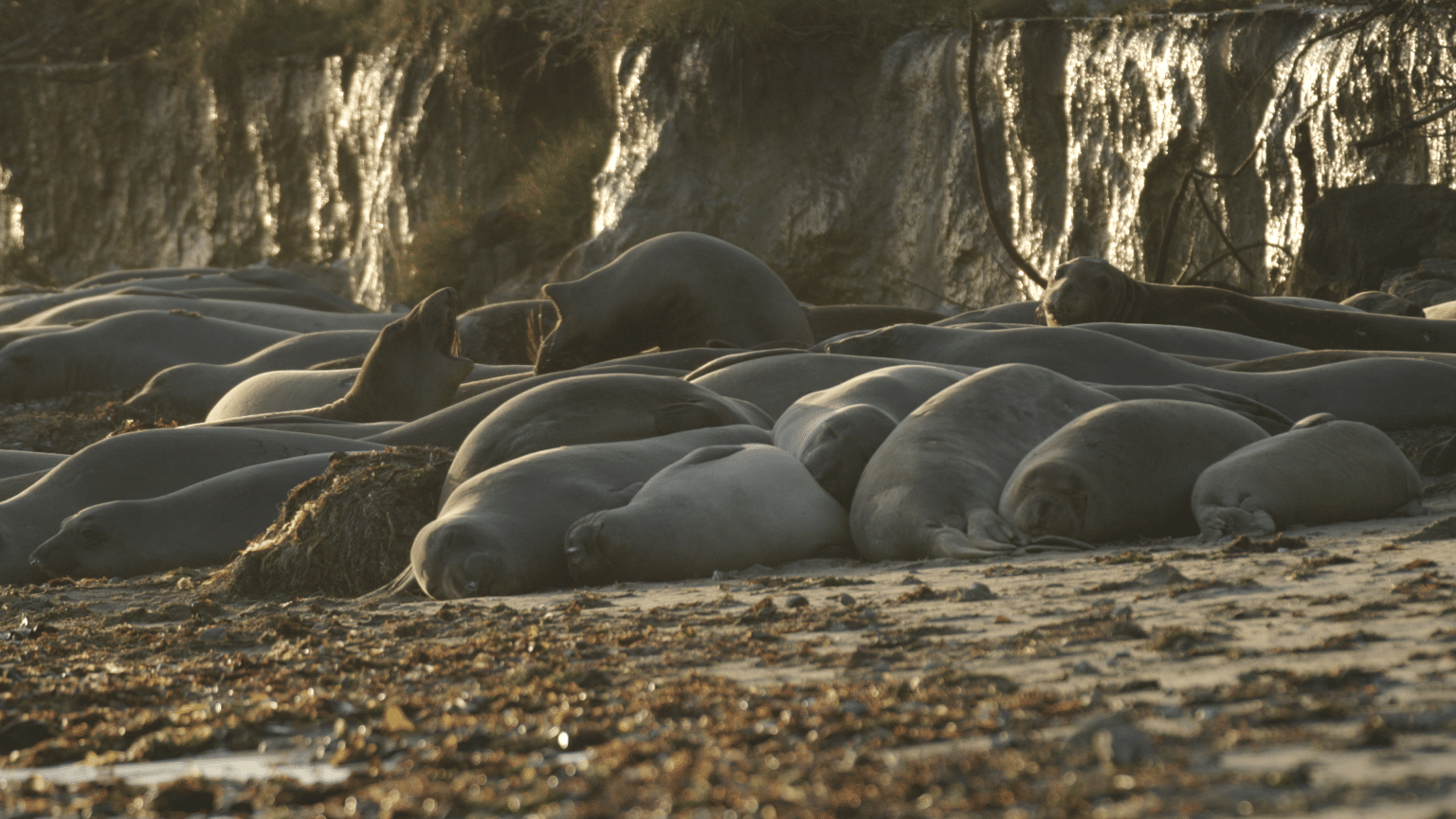 Tracking Elephant Seals with Packard Fellow Roxanne Beltran • The David ...