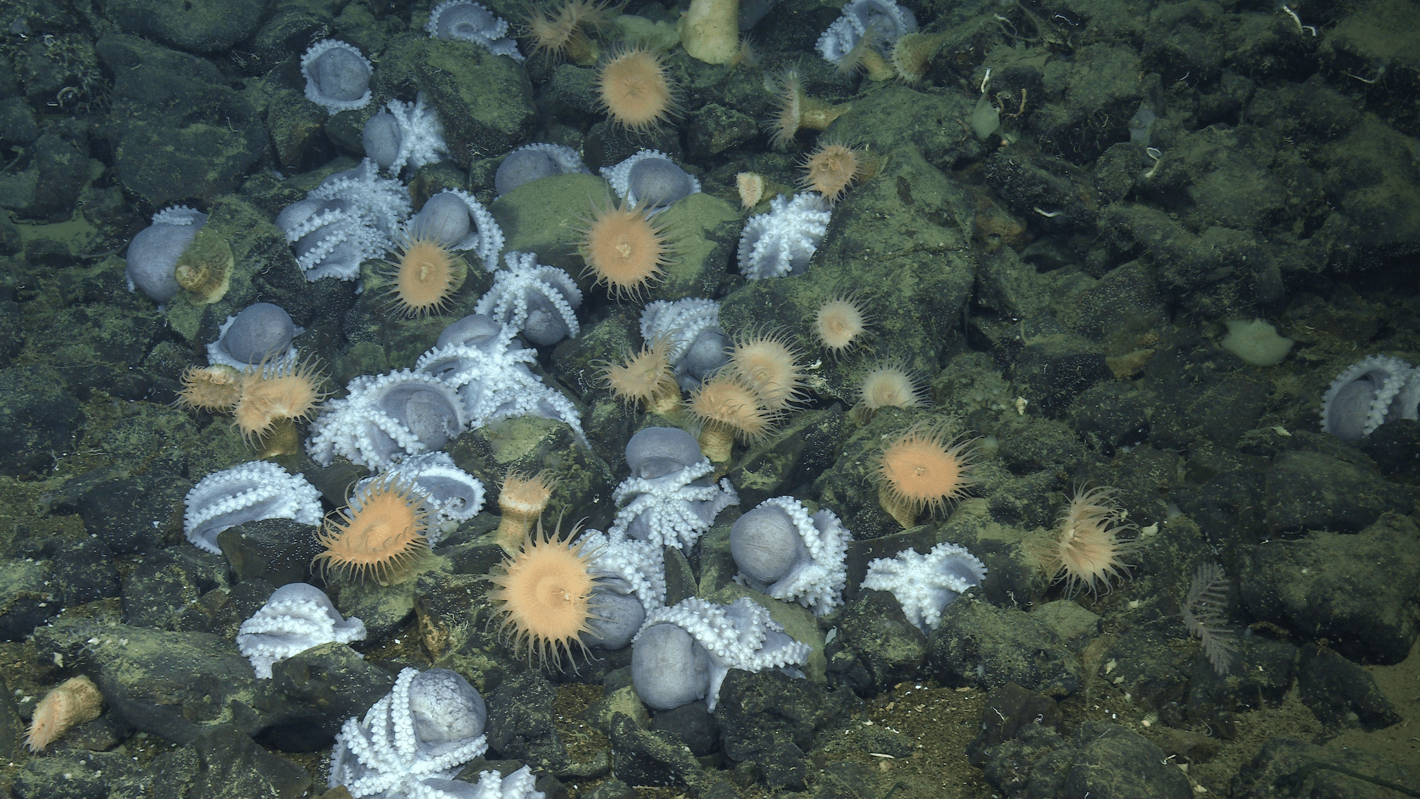 MBARI: Innovation Beneath the Waves, Inspiration on Shore • The David ...